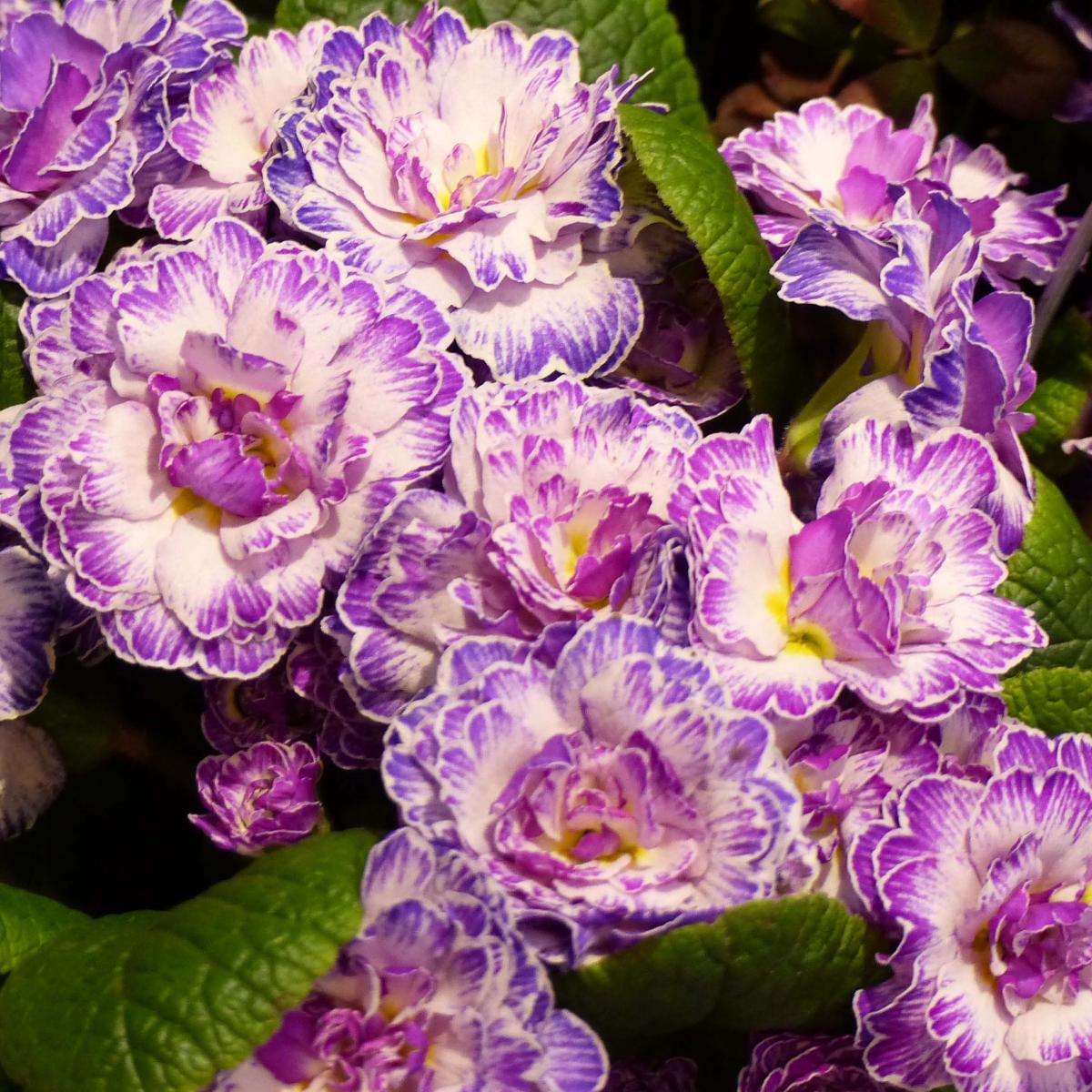 Primula vulgaris Belarina Lively Lilac - Primevère des jardins, acaule ...