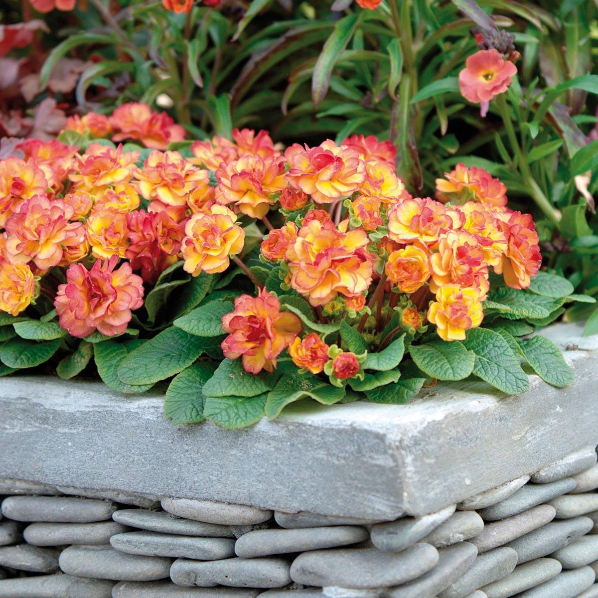 Primula vulgaris Belarina Nectarine ('Kerbelnec') - Primevère des ...