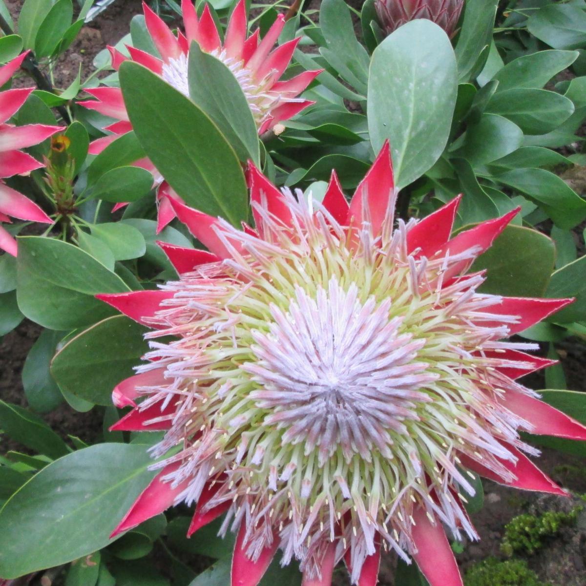 Protea cynaroides Little Prince - Protée royale compacte aux originales ...