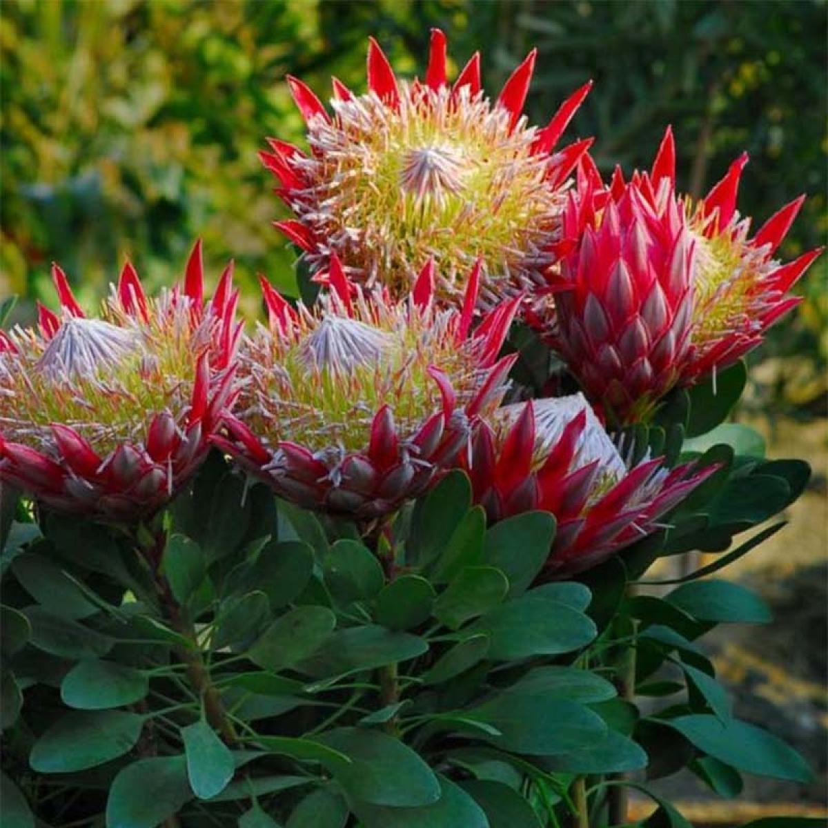 Protea cynaroides Little Prince - Protée royale compacte aux originales ...