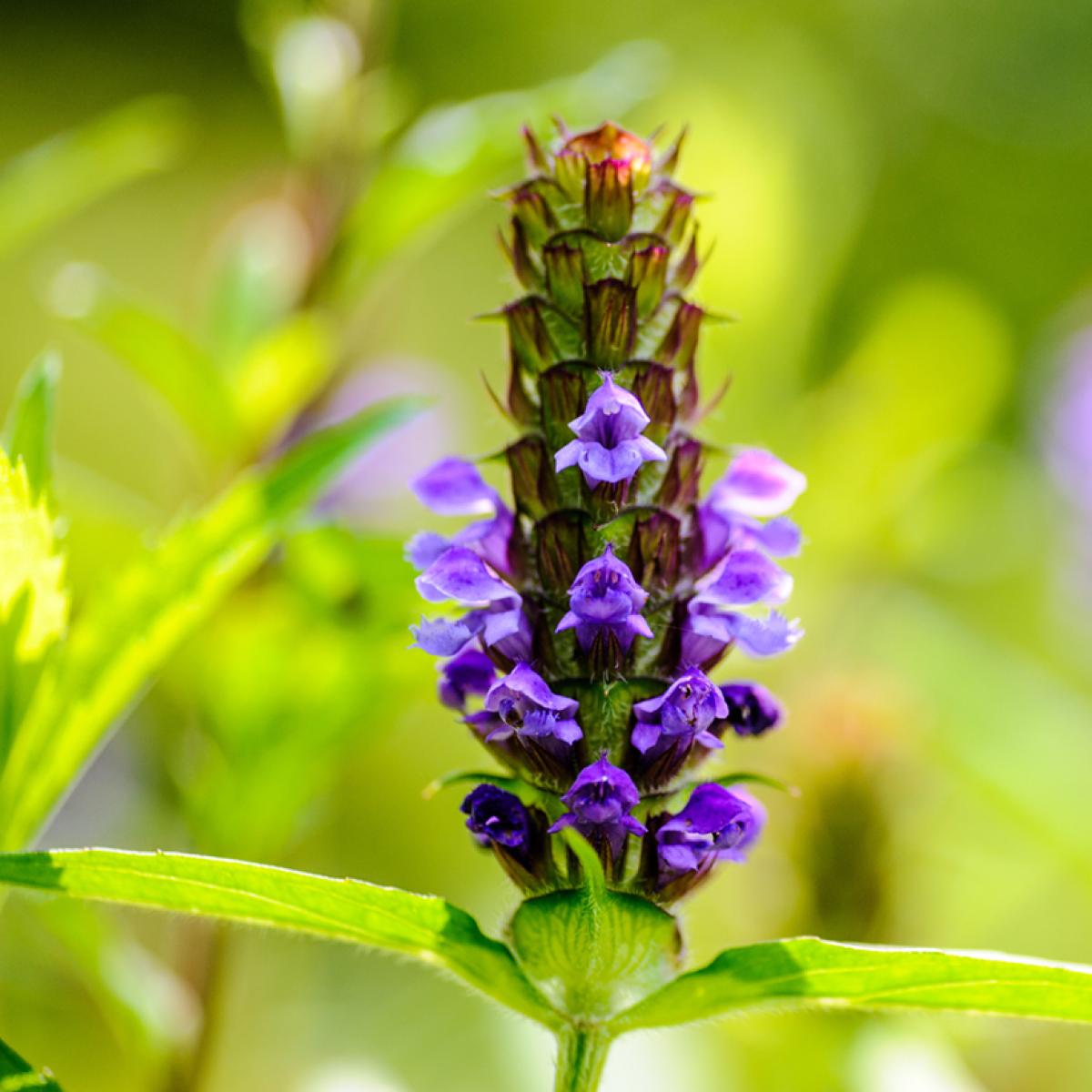 Brunelle commune - Prunella vulgaris - Vivace aux épis de fleurs bleu ...