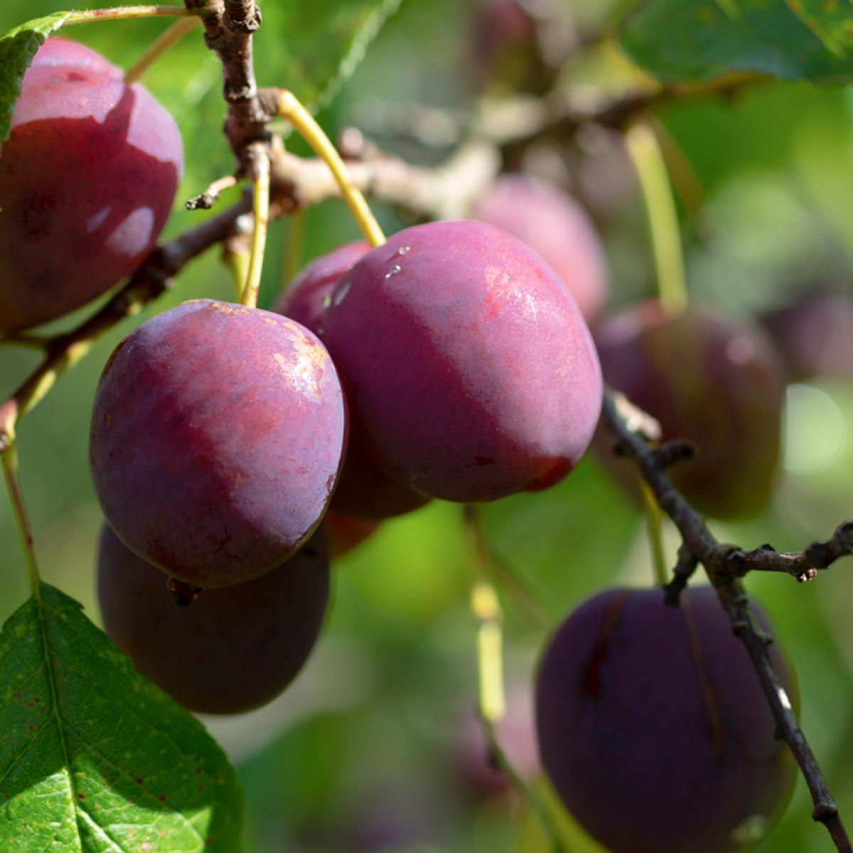 Prunier Anna Spath - Variété autofertile semi-tardive à grosses prunes ...