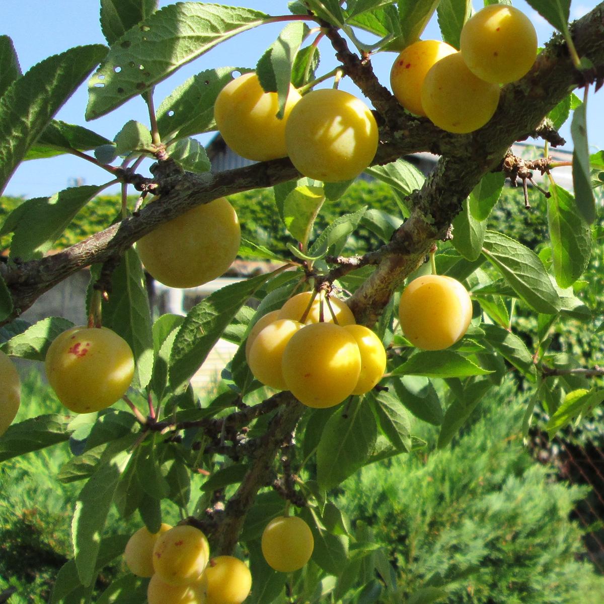 Prunier Mirabelle de Metz - Prunus x institiae à petites prunes jaune doré