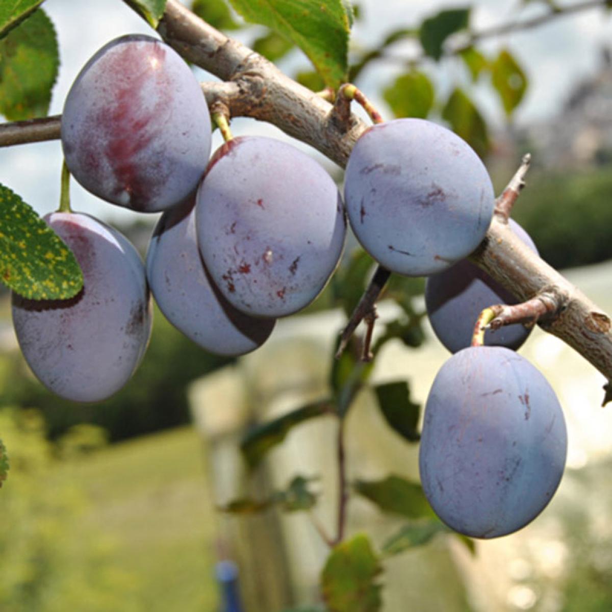 Prunier Quetsche d'Alsace - Prunus domestica – Variété régionale