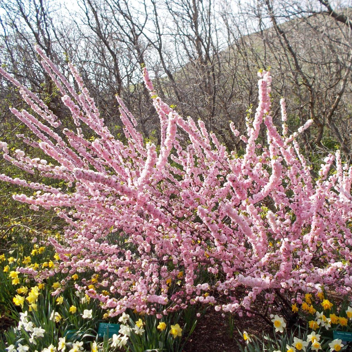 Prunus triloba Multiplex - Amandier de Chine aux pompons rose tendre