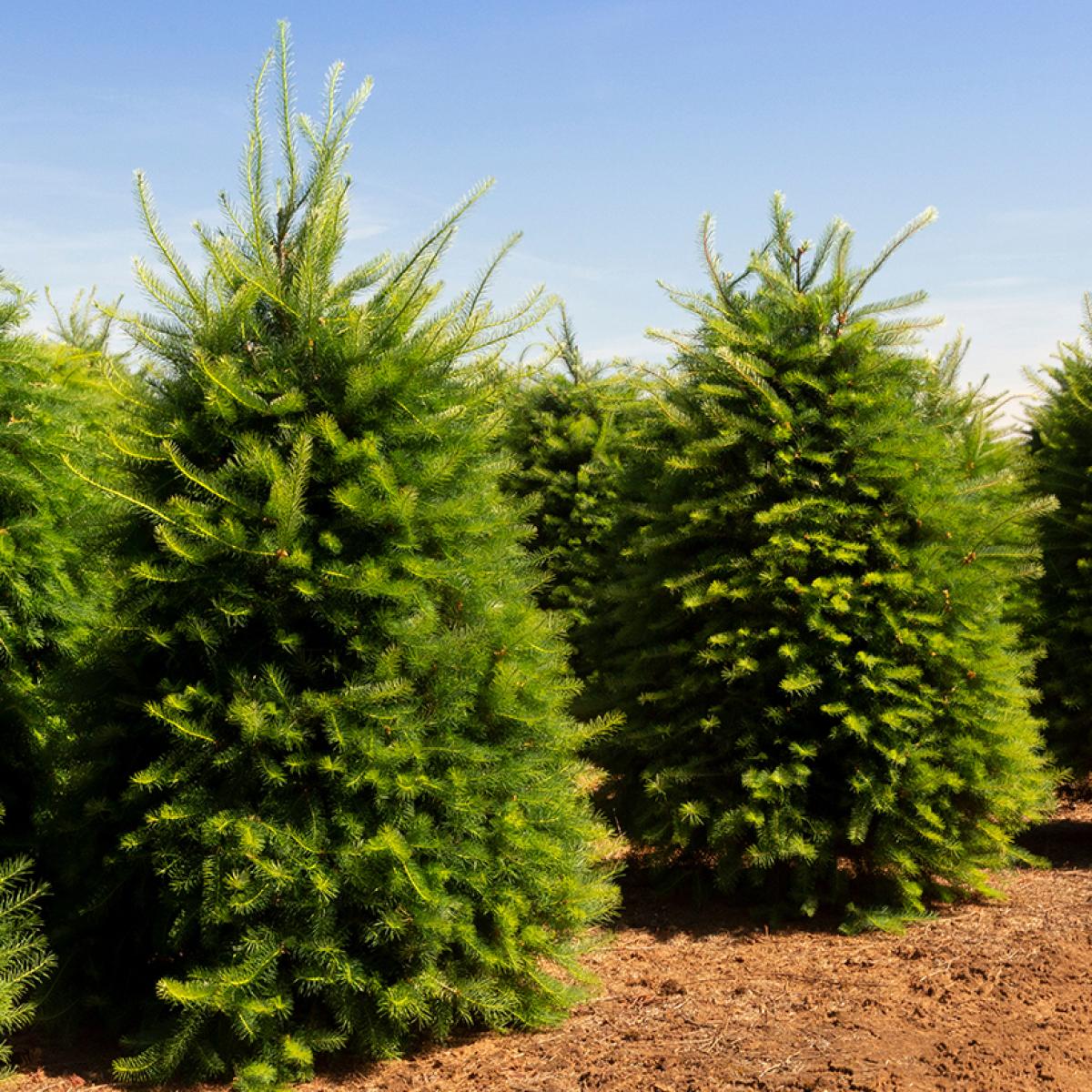 Pseudotsuga menziesii ou douglasii – Sapin ou pin Douglas de l'Oregon ...