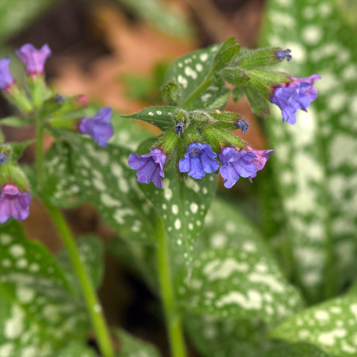 Pulmonaria Twinkle Toes - Pulmonaire tachetée d'argent, fleurs bleues