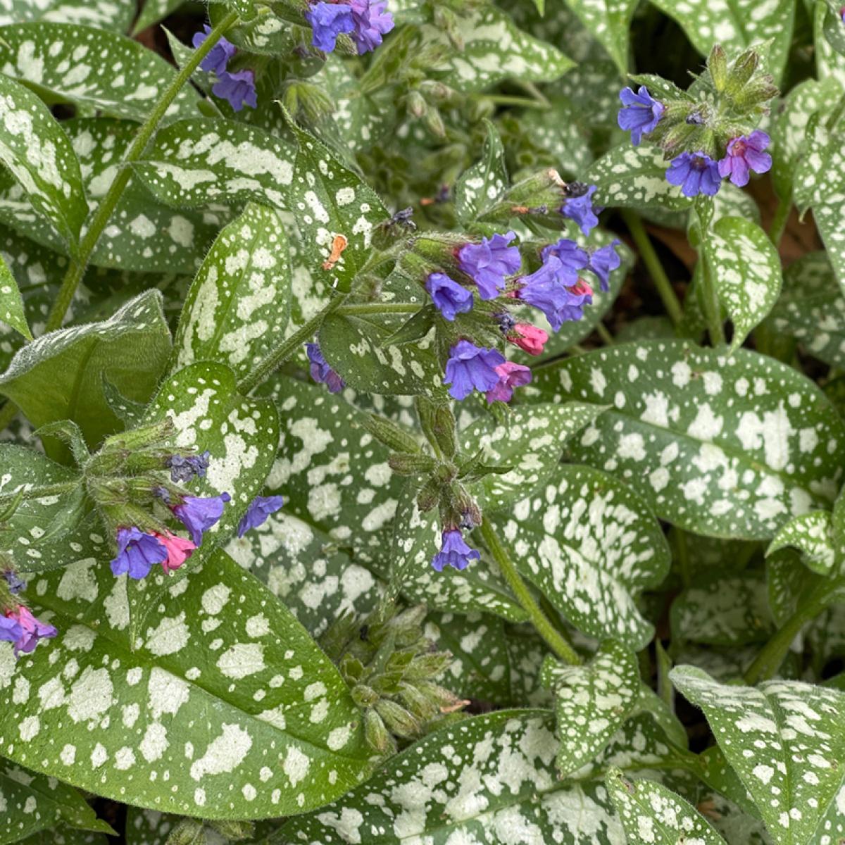 Pulmonaria Twinkle Toes - Pulmonaire tachetée d'argent, fleurs bleues
