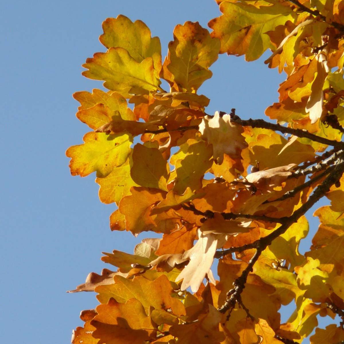 Quercus petraea - Chêne rouvre, arbre caduc emblématique de nos forêts