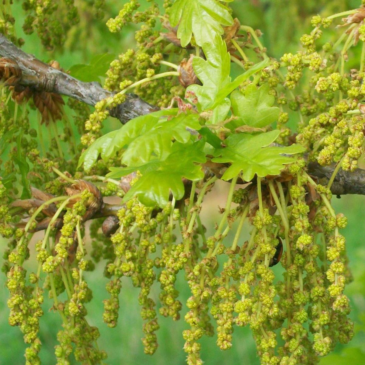 Quercus robur - Chêne pédonculé, le roi des arbres des forêts d'Europe