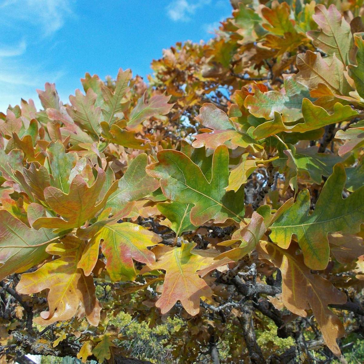 Quercus robur - Chêne pédonculé, le roi des arbres des forêts d'Europe