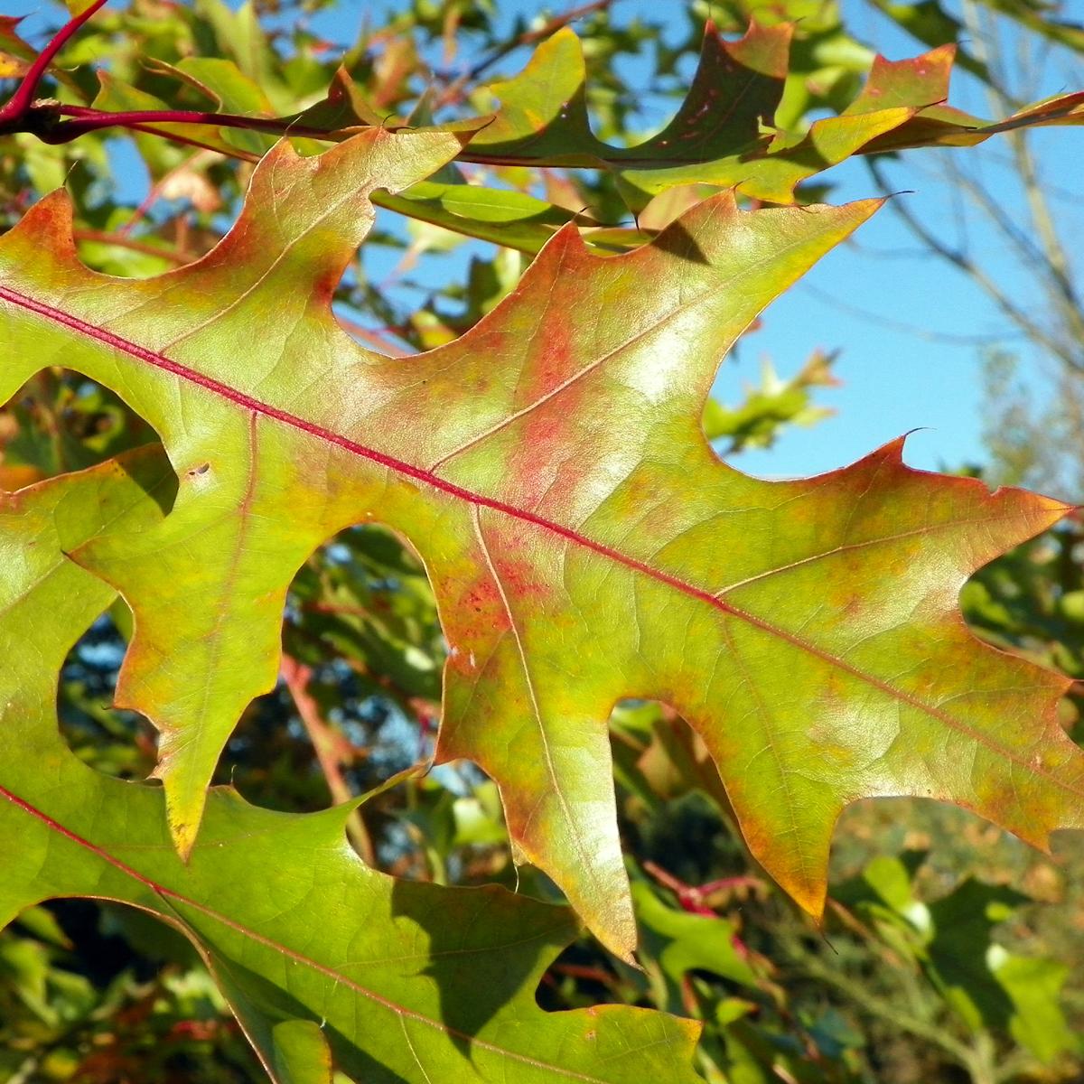 Quercus rubra – Grand Chêne rouge d'Amérique de longévité légendaire