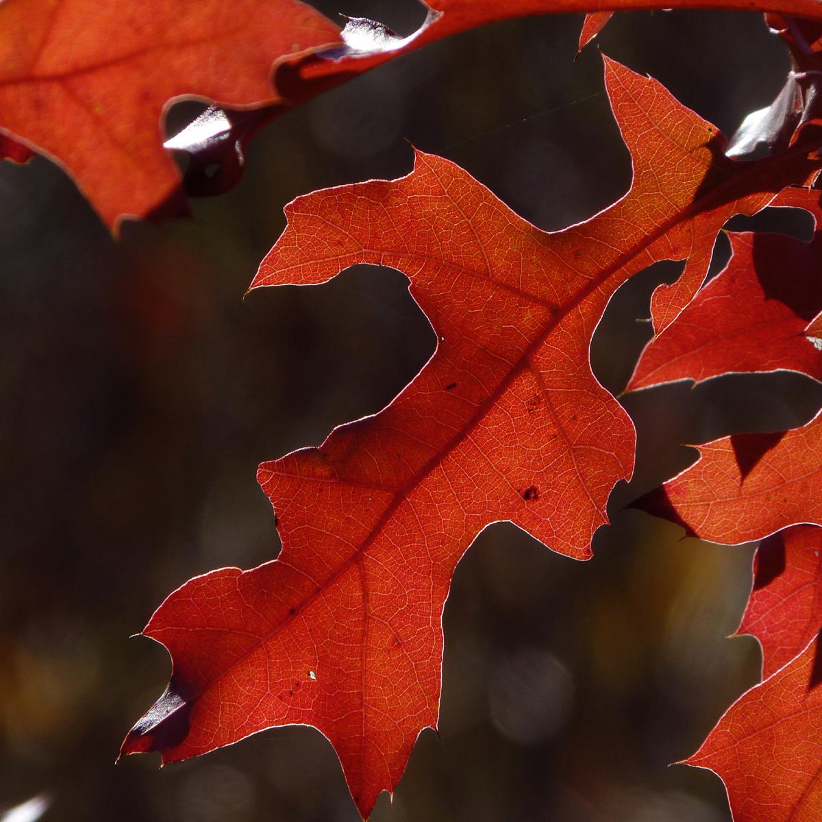 Quercus rubra – Grand Chêne rouge d'Amérique de longévité légendaire