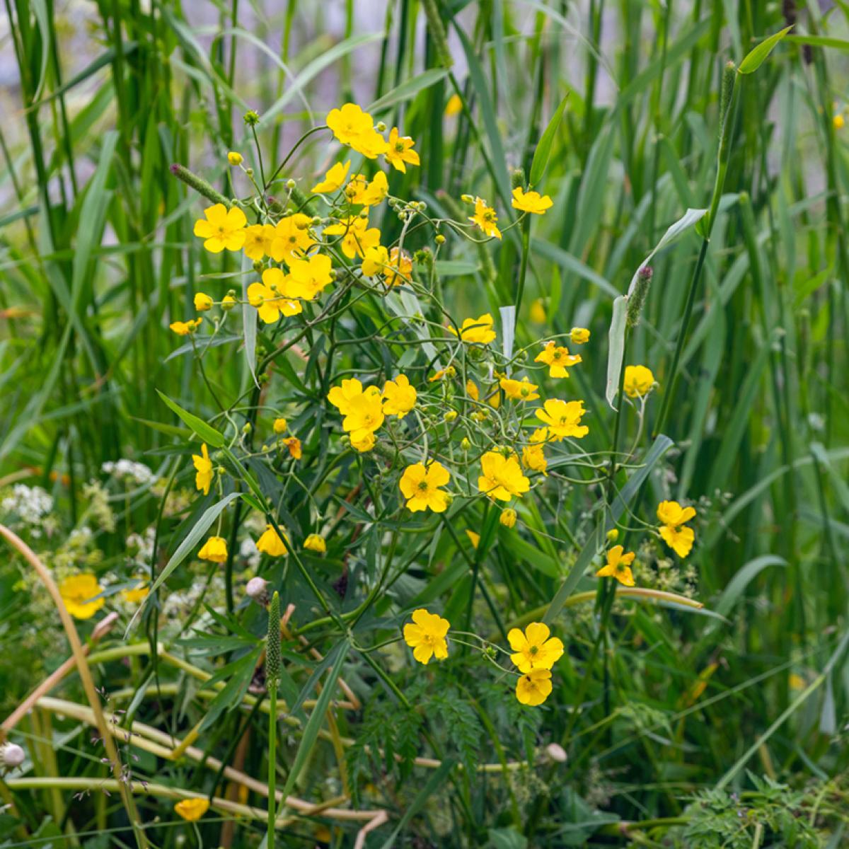 Ranunculus flammula - Renoncule flammette - Petite Douve - Vivace de ...