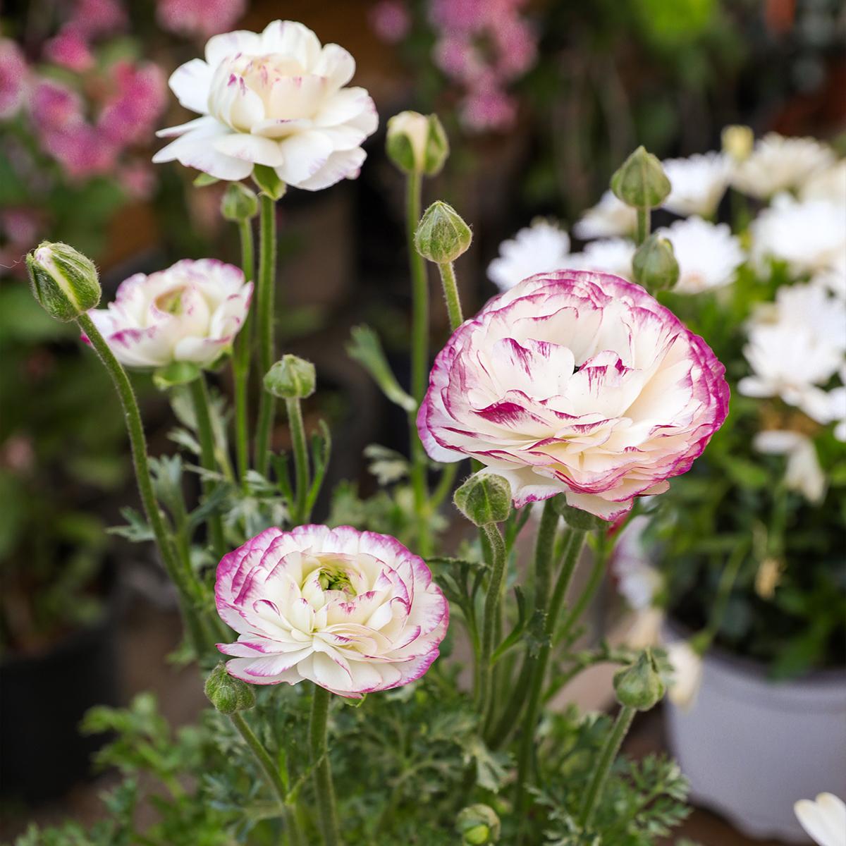 Renoncule asiatique double blanc bord strié - Ranunculus asiaticus