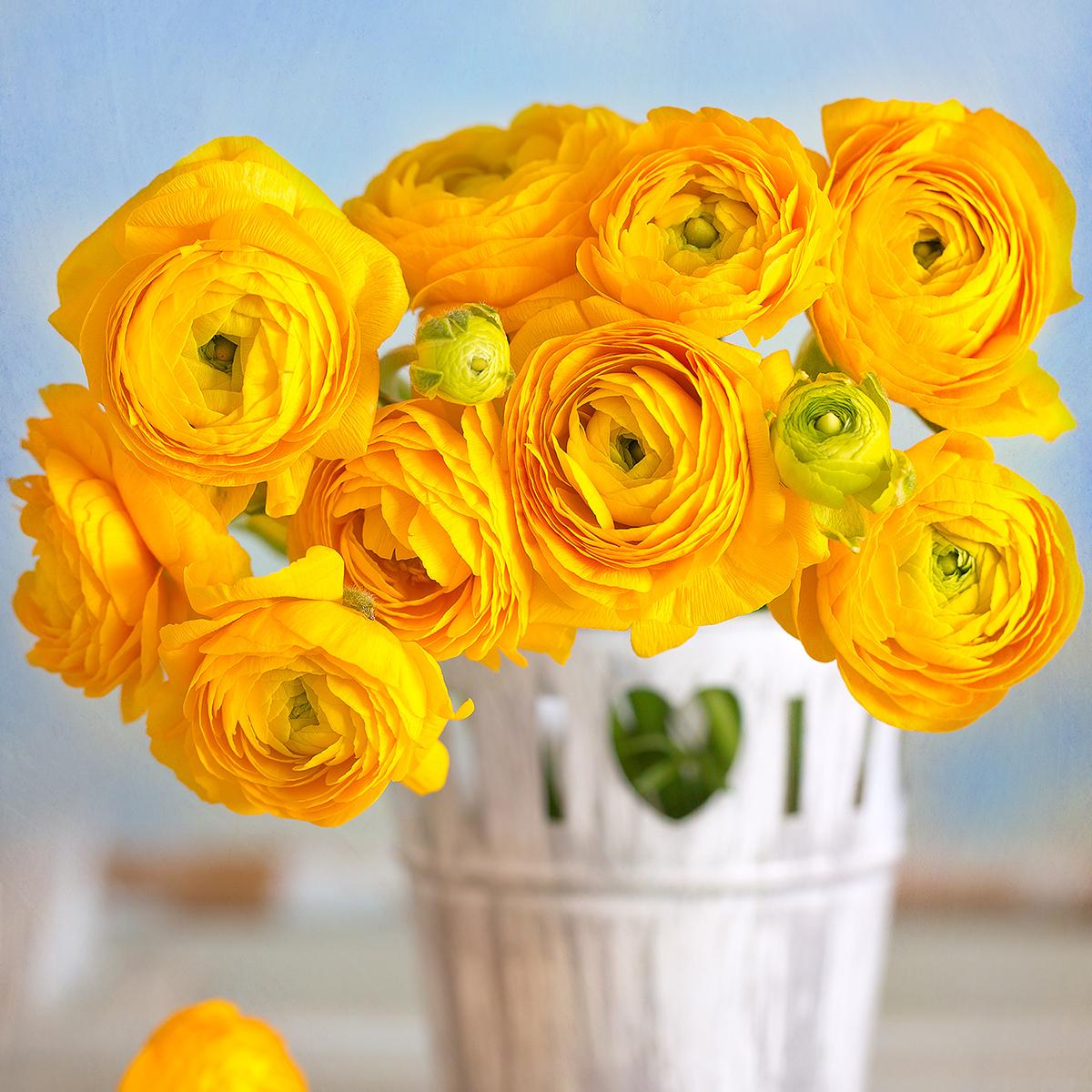 Renoncule asiatique - Ranunculus asiaticus - R. des fleuristes, des ...