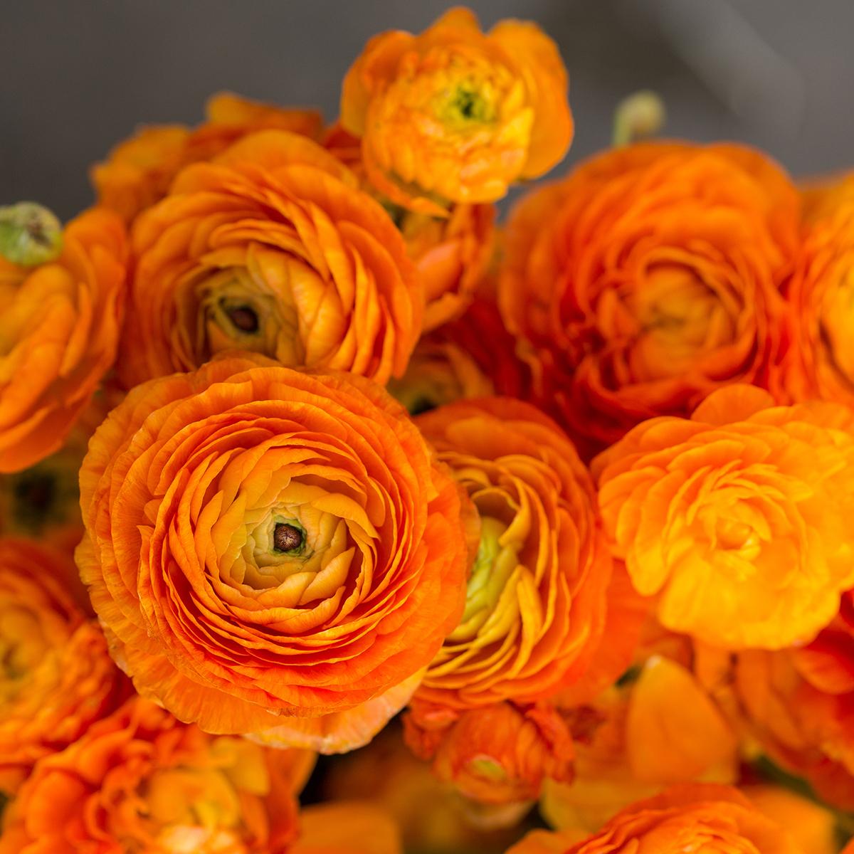 Renoncule asiatique orange - Ranunculus asiaticus - R. des fleuristes ...