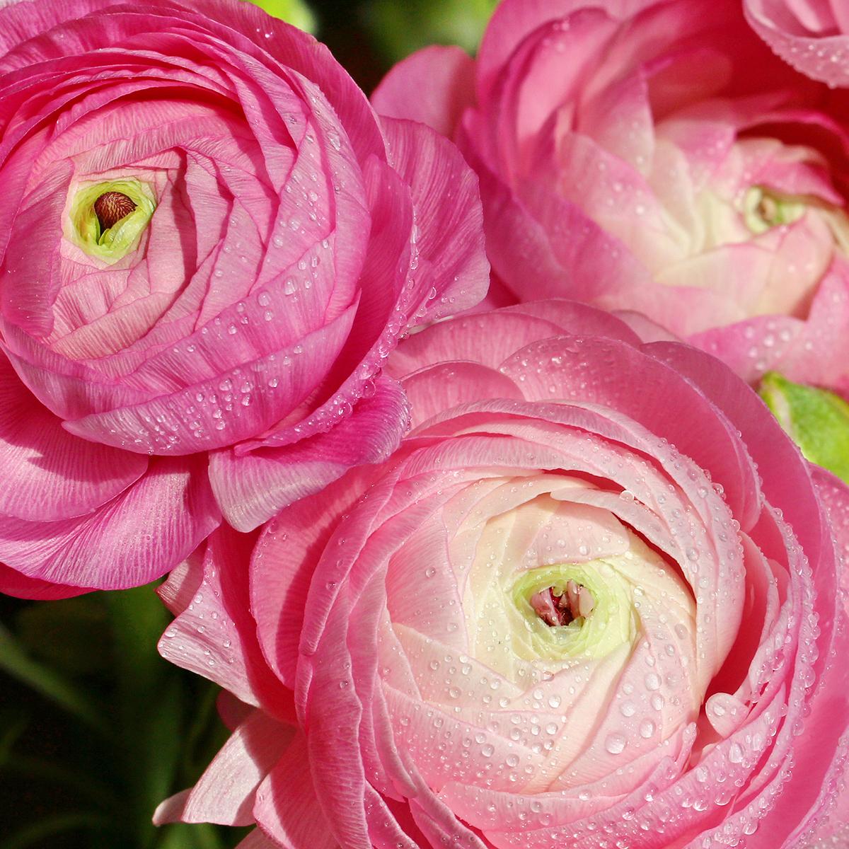 Renoncule asiatique Rose - Ranunculus asiaticus Pink - Renoncule des ...
