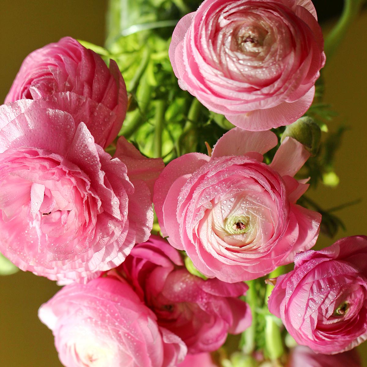 Renoncule asiatique Rose - Ranunculus asiaticus Pink - Renoncule des ...
