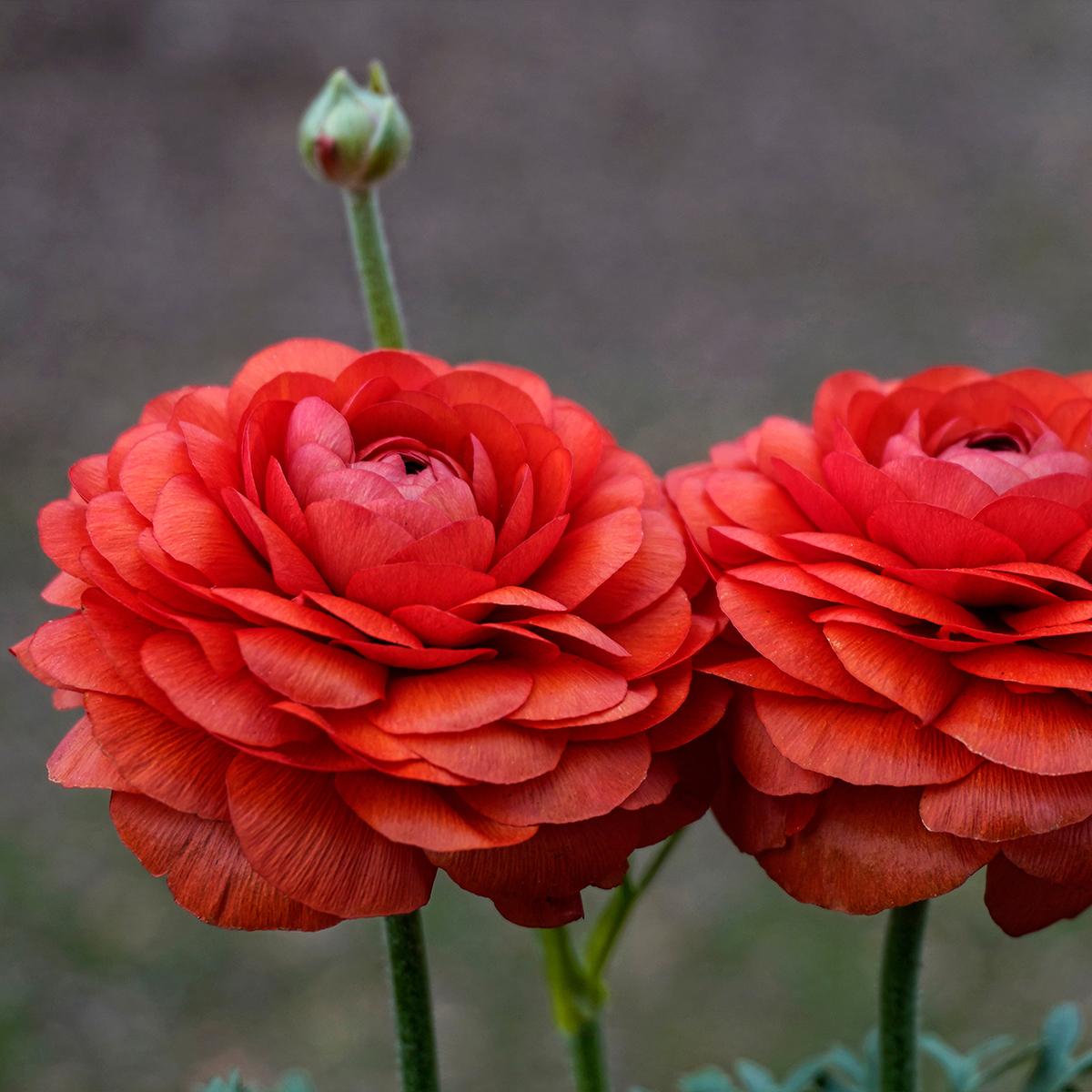 Renoncule asiatique, des fleuristes, des jardins, d'orient - Ranunculus ...