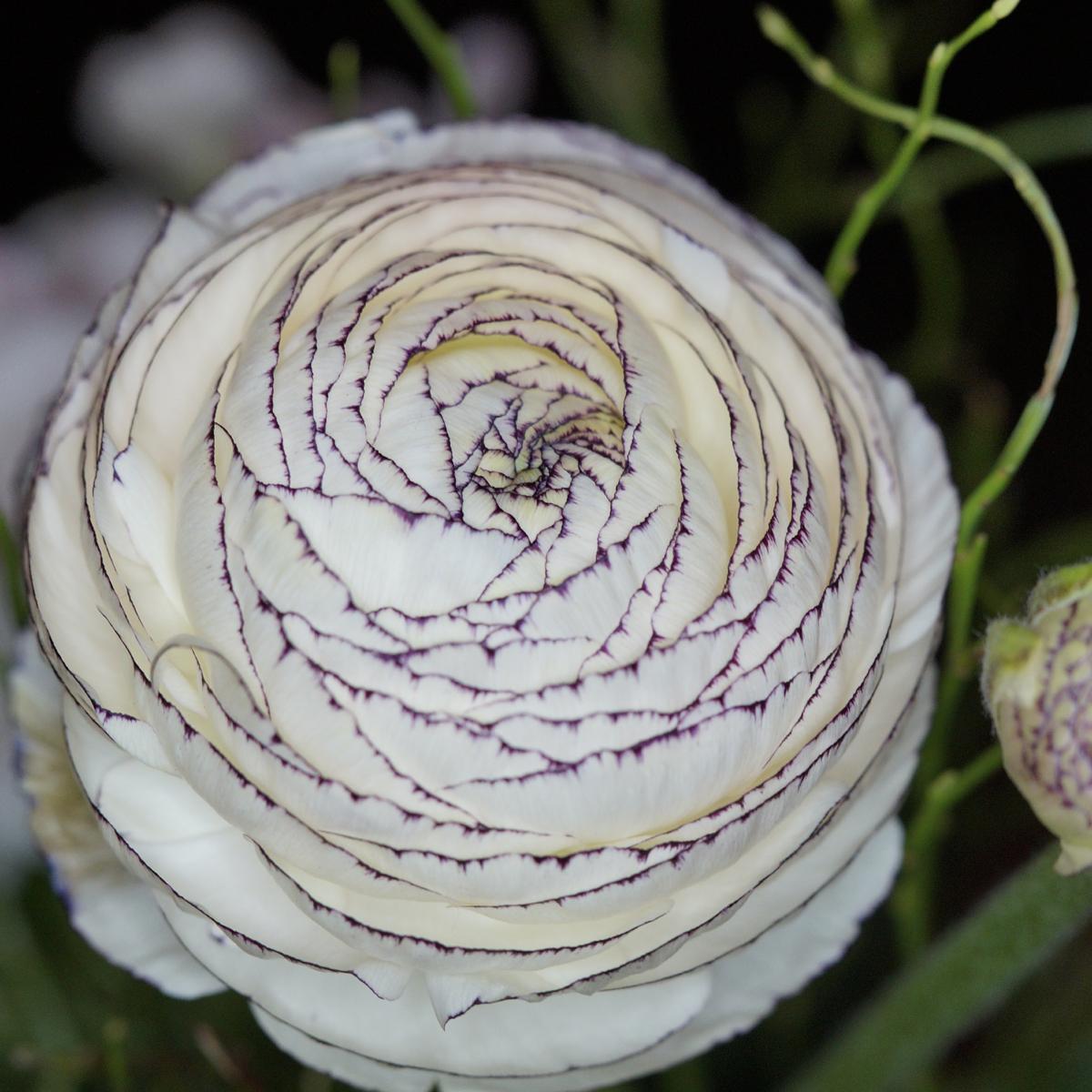 Renoncule asiatique double blanc bord strié - Ranunculus asiaticus