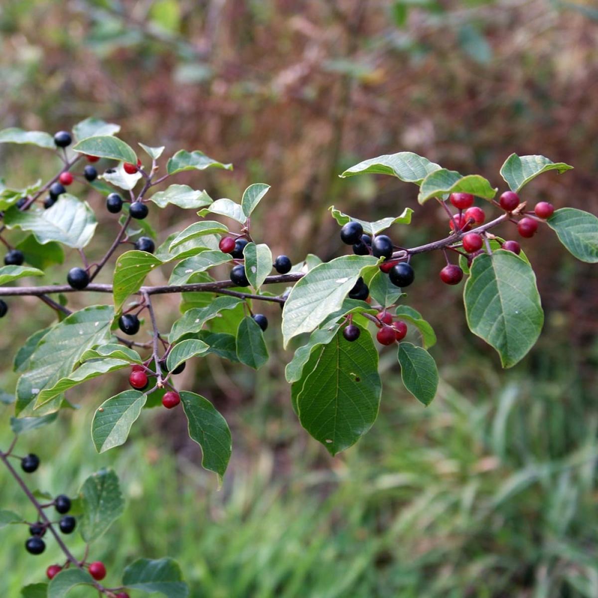 Rhamnus frangula - Bourdaine - Frangula alnus - Arbuste champêtre