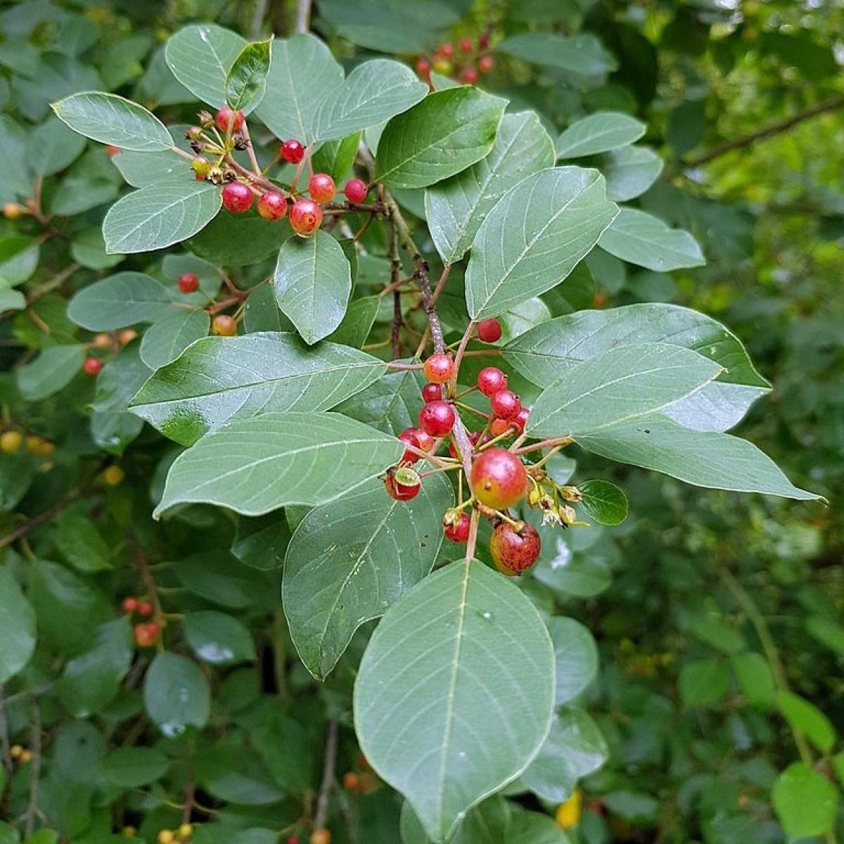 Rhamnus frangula - Bourdaine - Frangula alnus - Arbuste champêtre