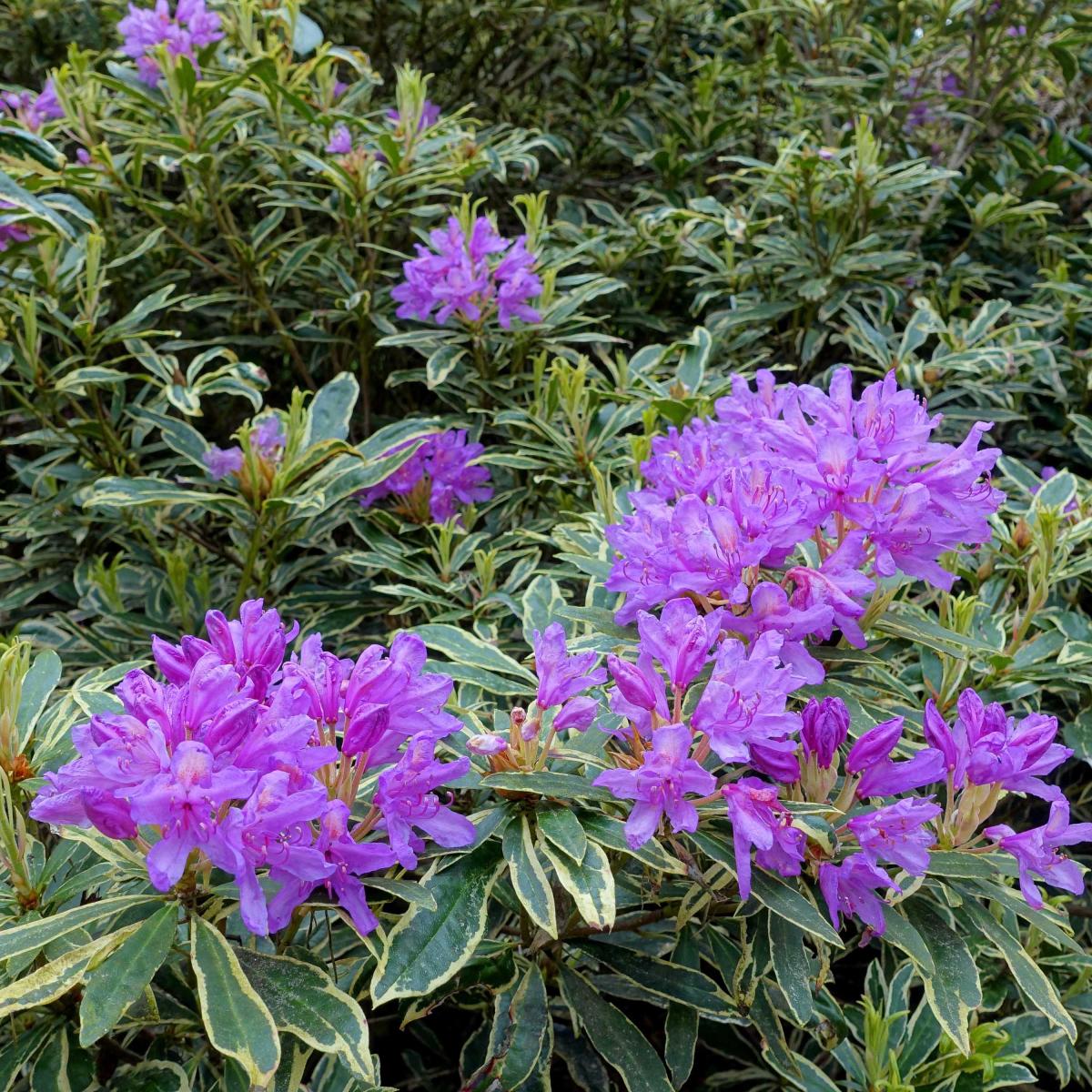 Rhododendron ponticum Variegatum à feuillage marginé de crème