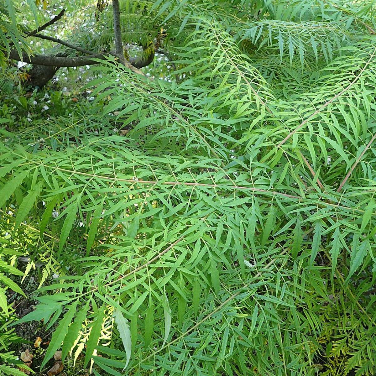 Rhus typhina Dissecta - Sumac de Virginie au feuillage finement découpé