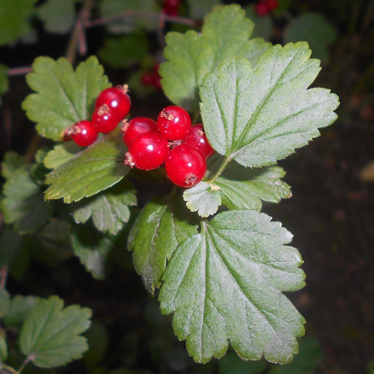 Ribes alpinum - Groseillier des Alpes à fruits rouge vif comestibles