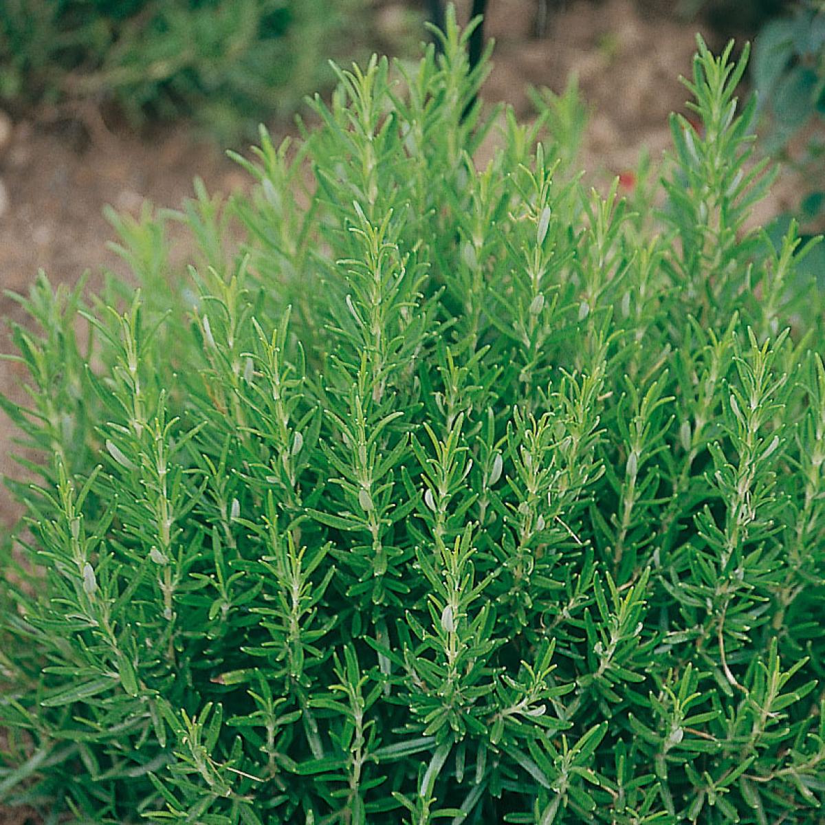 Romarin Barbecue - Rosmarinus officinalis - Plant d'aromatique