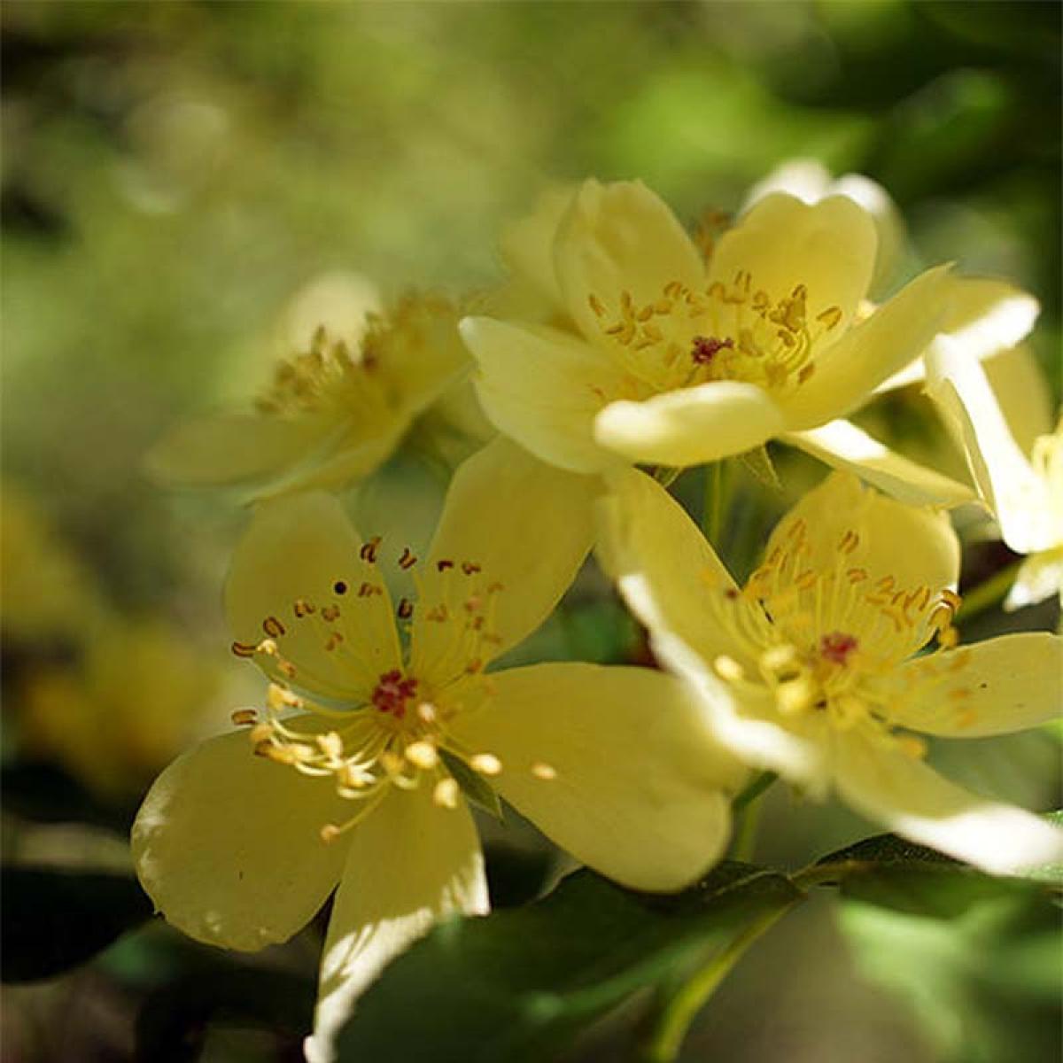 Rosa banksiae Lutescens - Rosier de Banks à fleurs simples jaune beurre