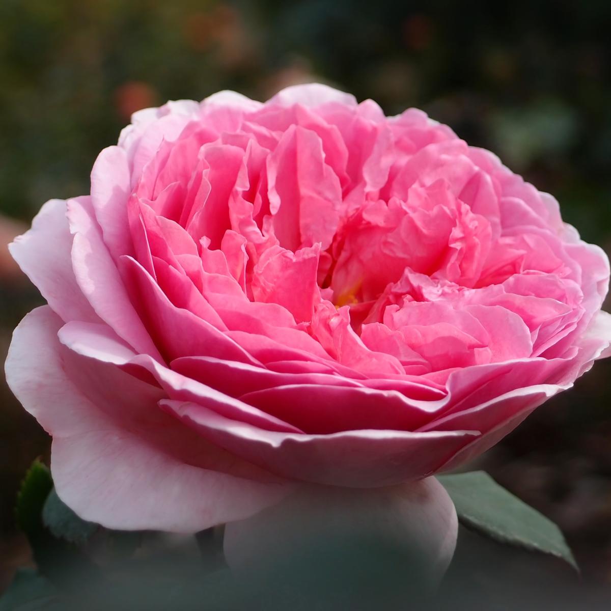 Princess Alexandra Of Kent — Rosiers Anglais – WDLO