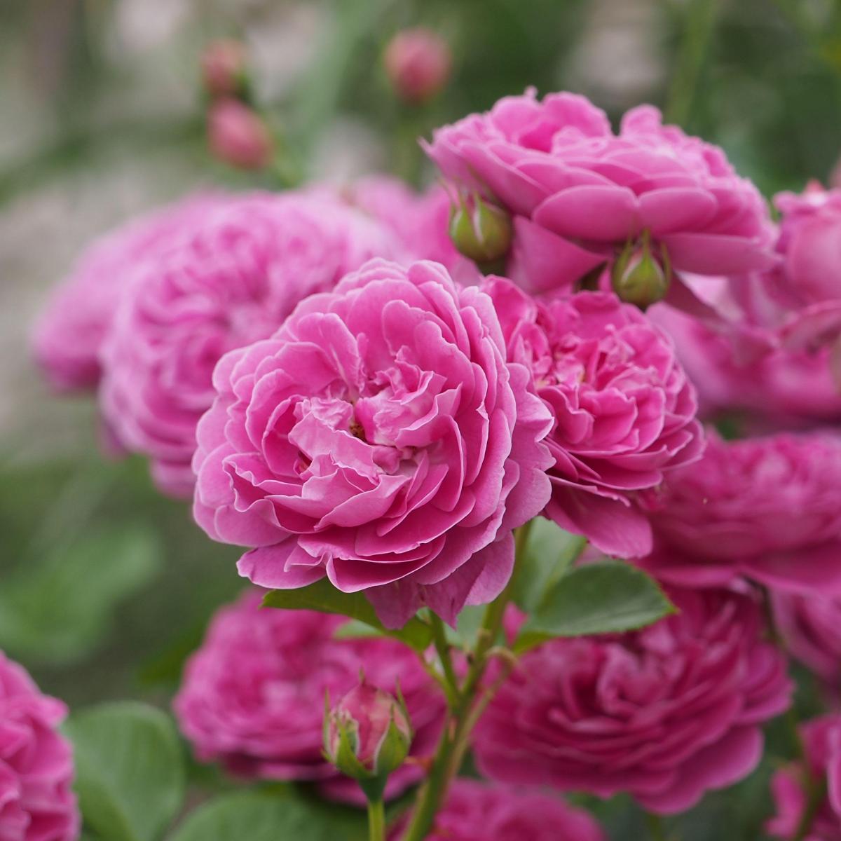 Rosier Blue Boy ® - A fleurs groupées, compact, très florifère, très ...