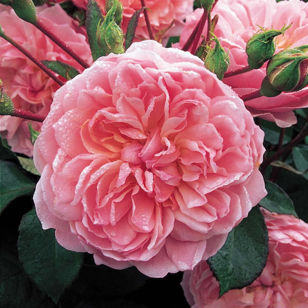 Rosier David Austin Ann Boleyn Ausecret - Des roses doubles, d'un rose ...