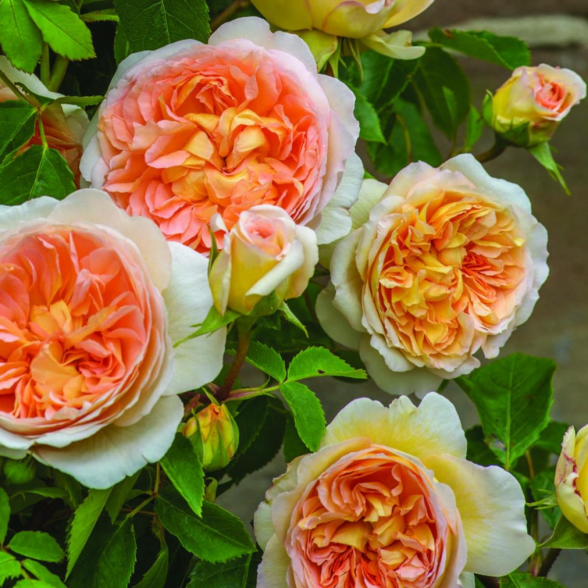 Rosier David Austin Bathsheba - Auschimbley - Nouveauté grimpante, aux ...