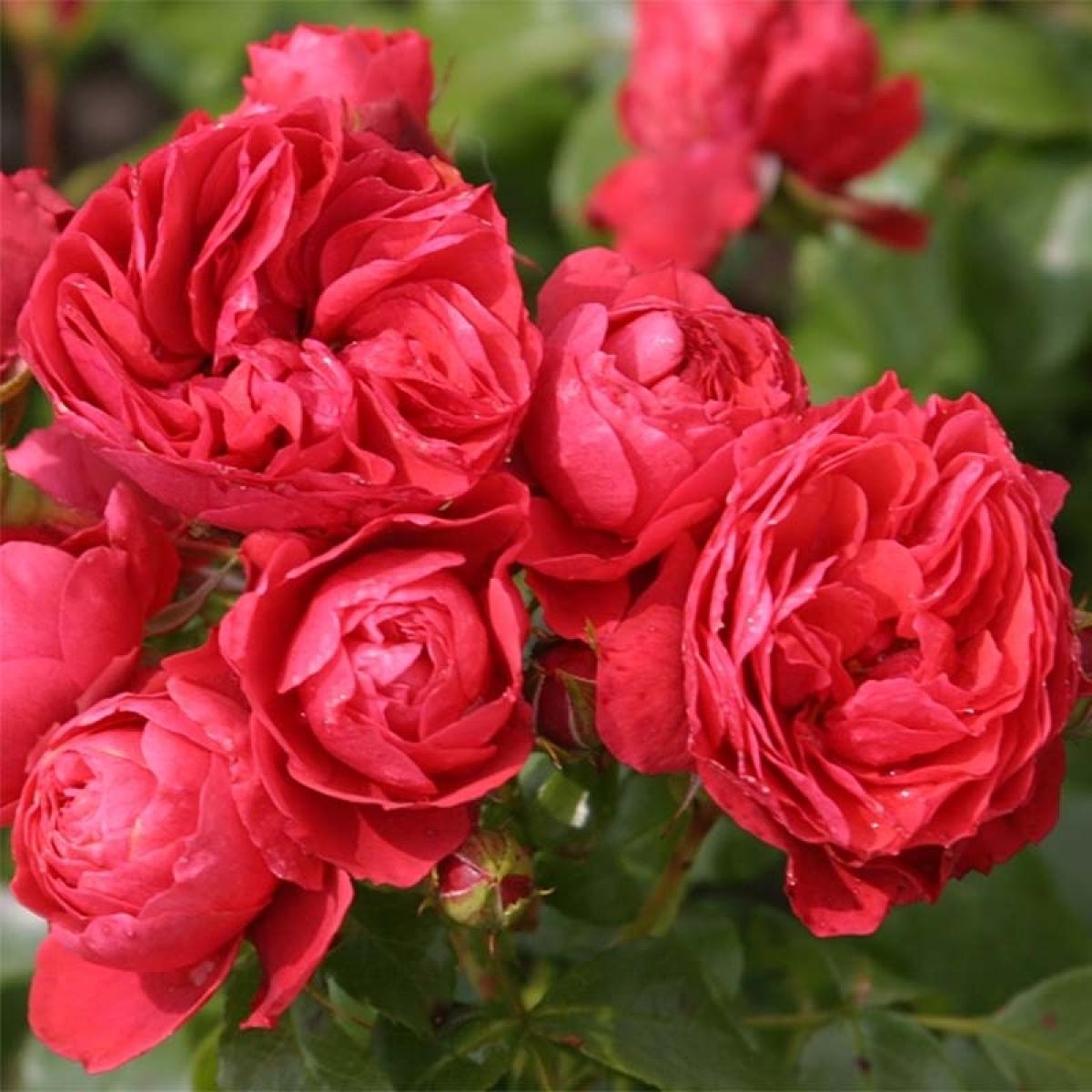 Rosa Patio Rose Cherry Girl - A massif, fleurs doubles rouge cerise ...