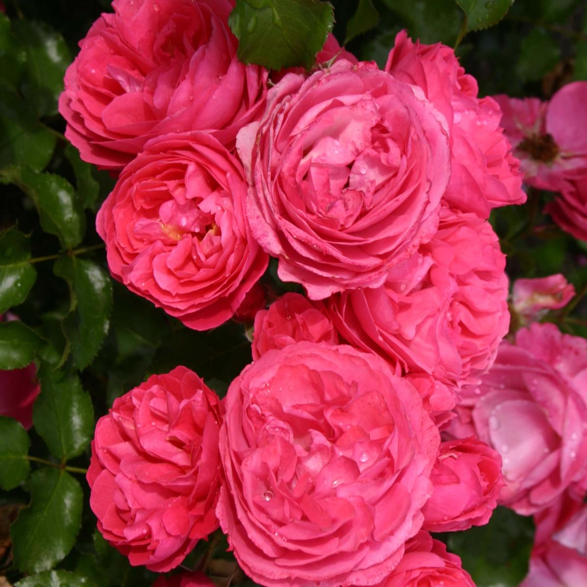 Rosa Patio Rose Moin Moin - A fleurs groupées doubles rose moyen ...