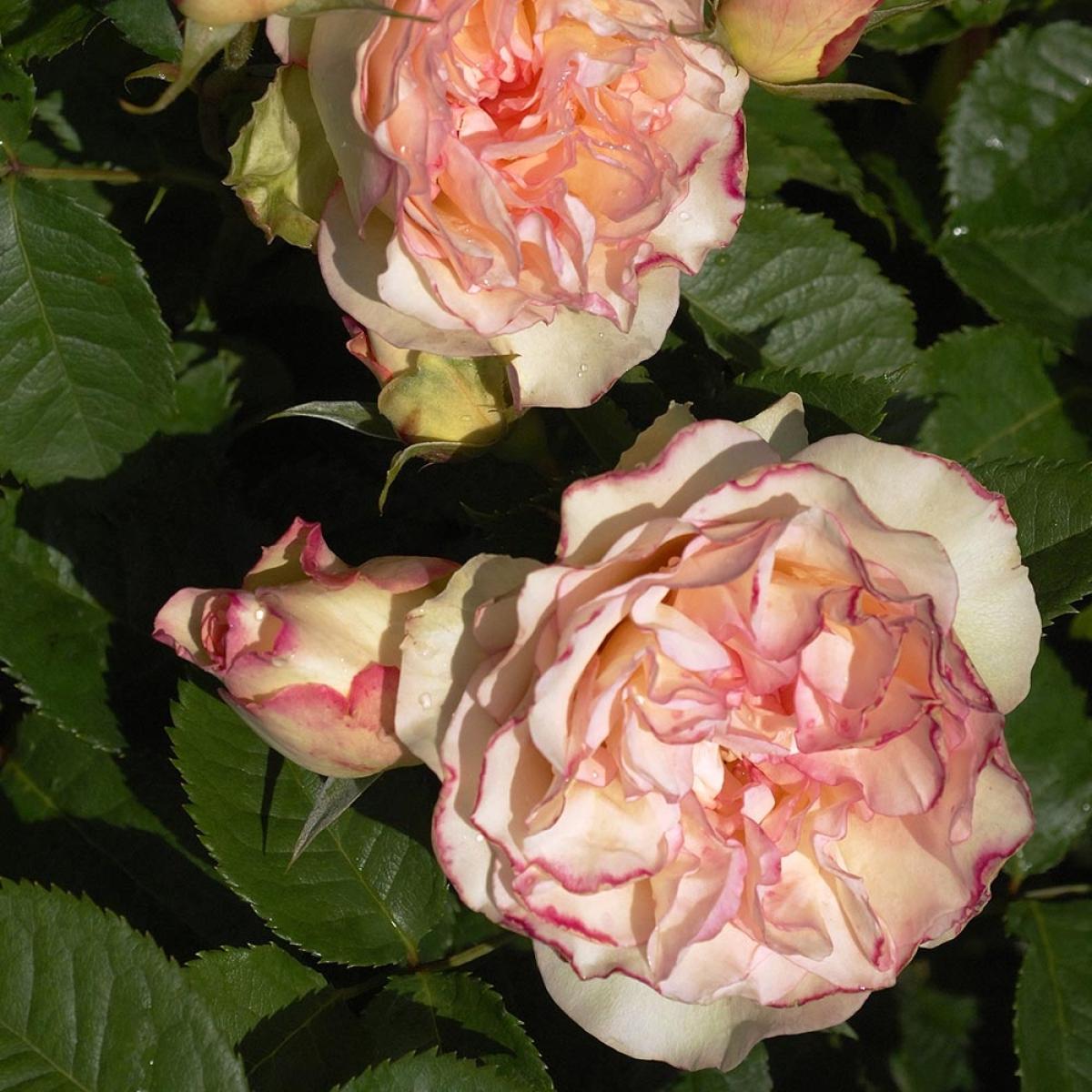 Rosier Tige Tres Parfume