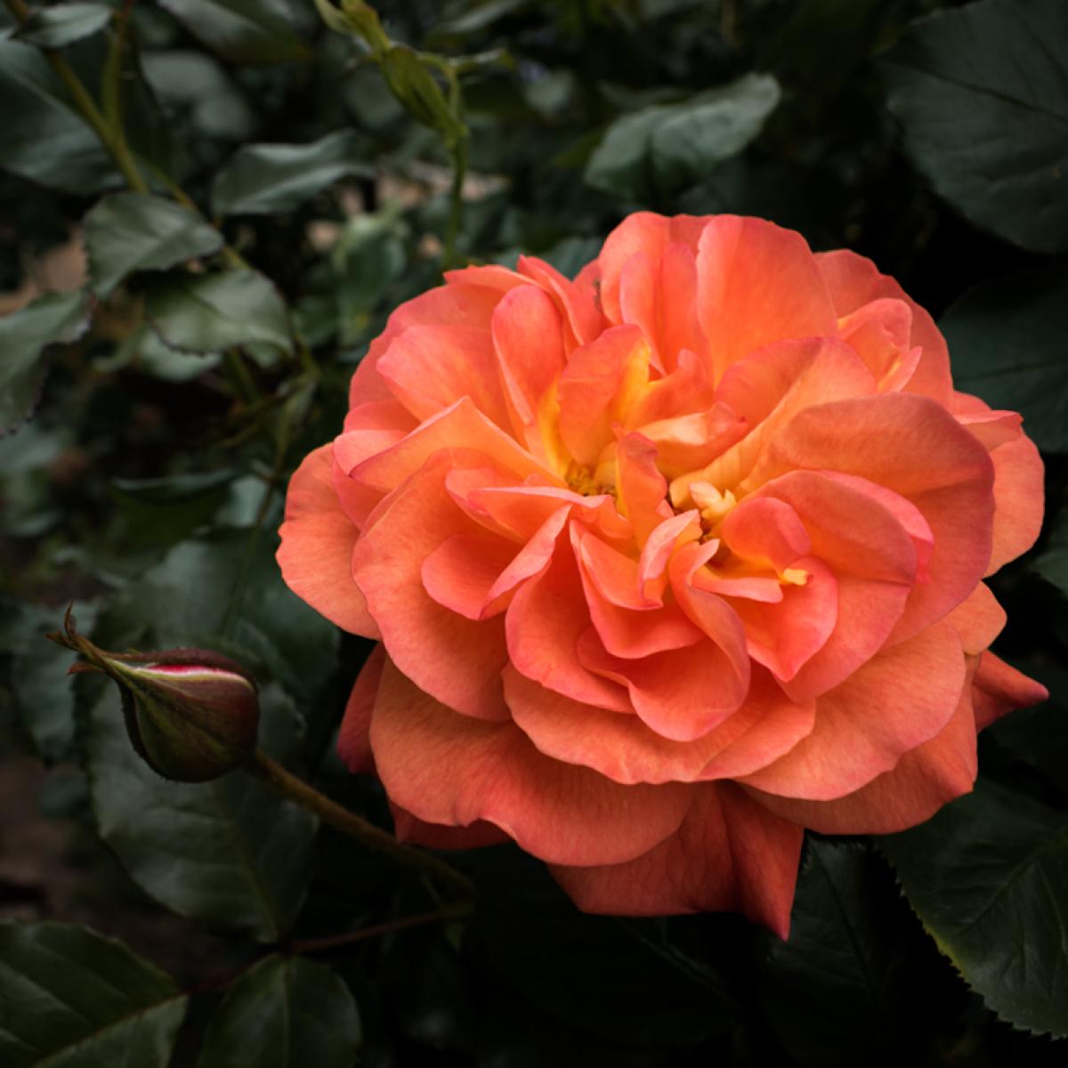 Rosa Don Pacello - Rosier buisson à fleurs groupées orange jaune et saumon
