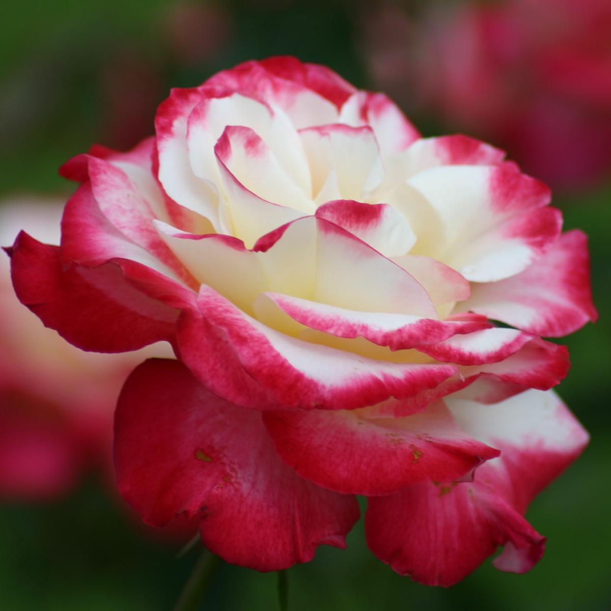 Rosa Double Delight - Rosier buisson puissant, très parfumé, aux larges ...
