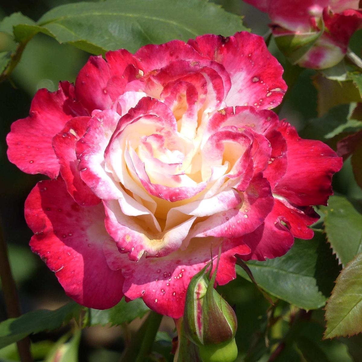 Rosa Double Delight - Rosier buisson puissant, très parfumé, aux larges ...