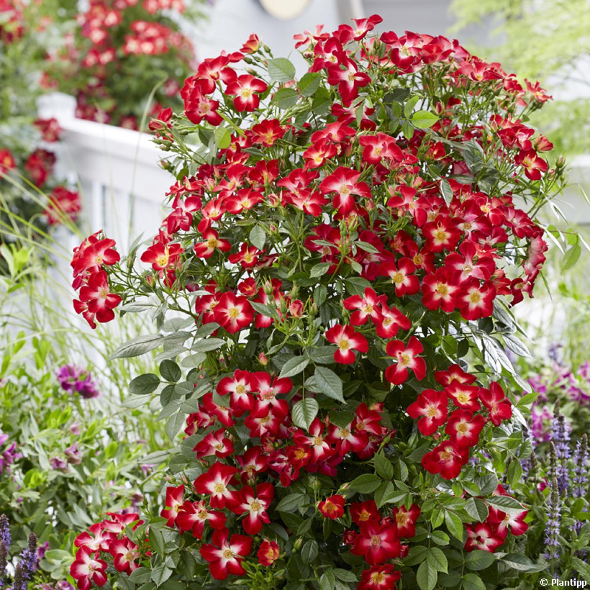 Rosier Everglow Ruby - Buisson compact aux fleurs simples rouges à coeur blanc