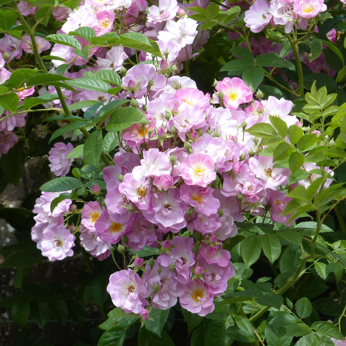 Rosa Blush Rambler - Rosier liane, ancien - Vigoureux, très florifère ...