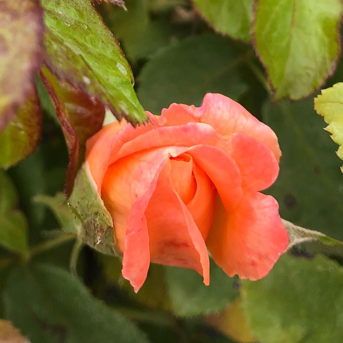 Rosier King Arthur, Rosier anglais English Legend, arbustif couleur abricot