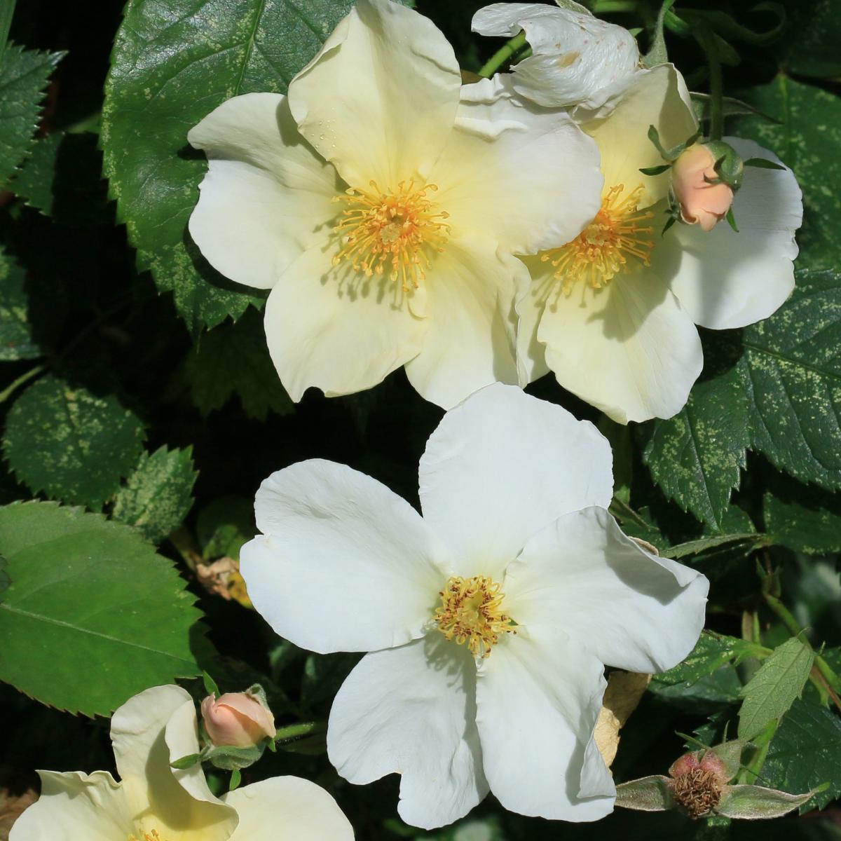 Rosa Kew Gardens® - Ausfence - Rose anglaise David Austin - Des fleurs ...