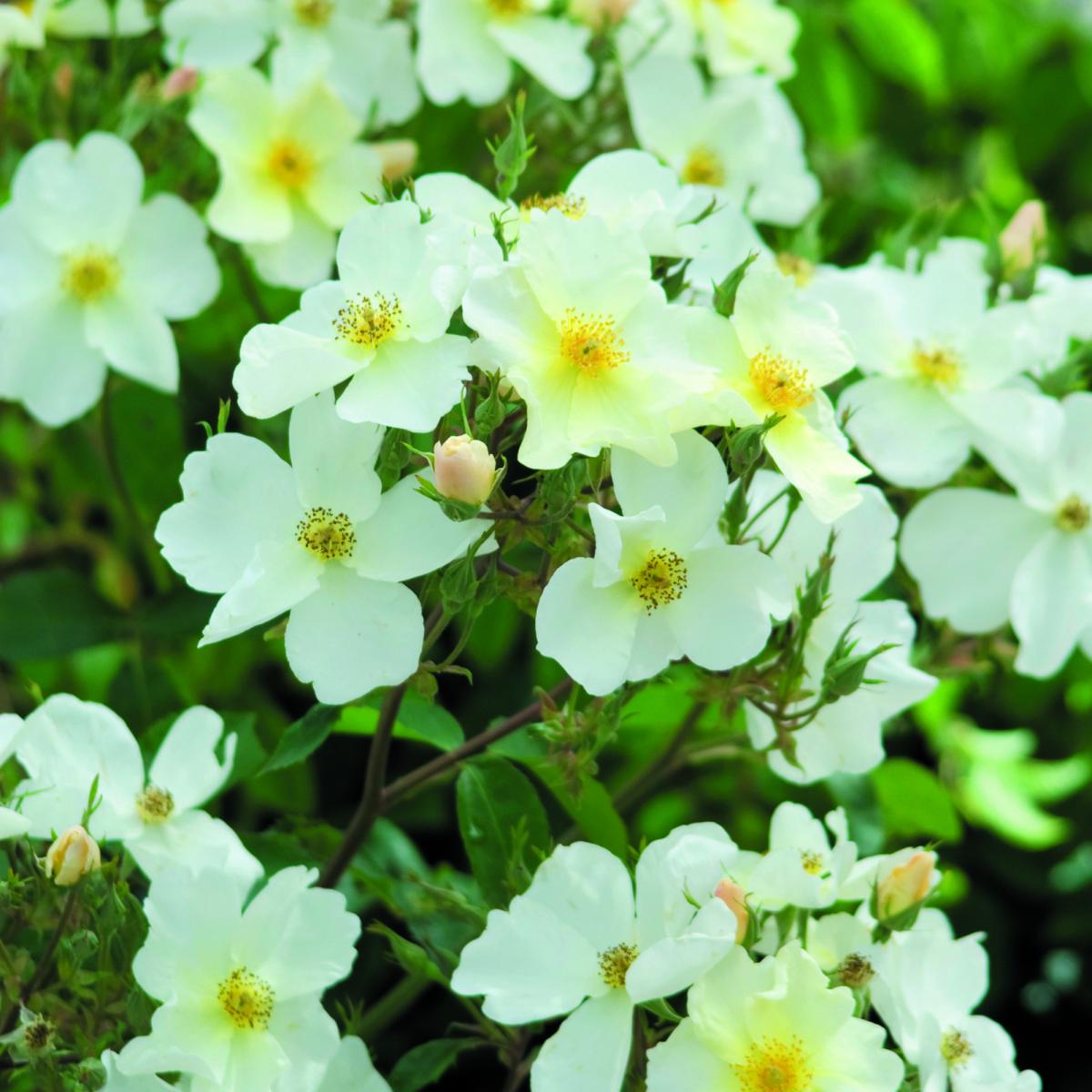 Rosa Kew Gardens® - Ausfence - Rose anglaise David Austin - Des fleurs ...