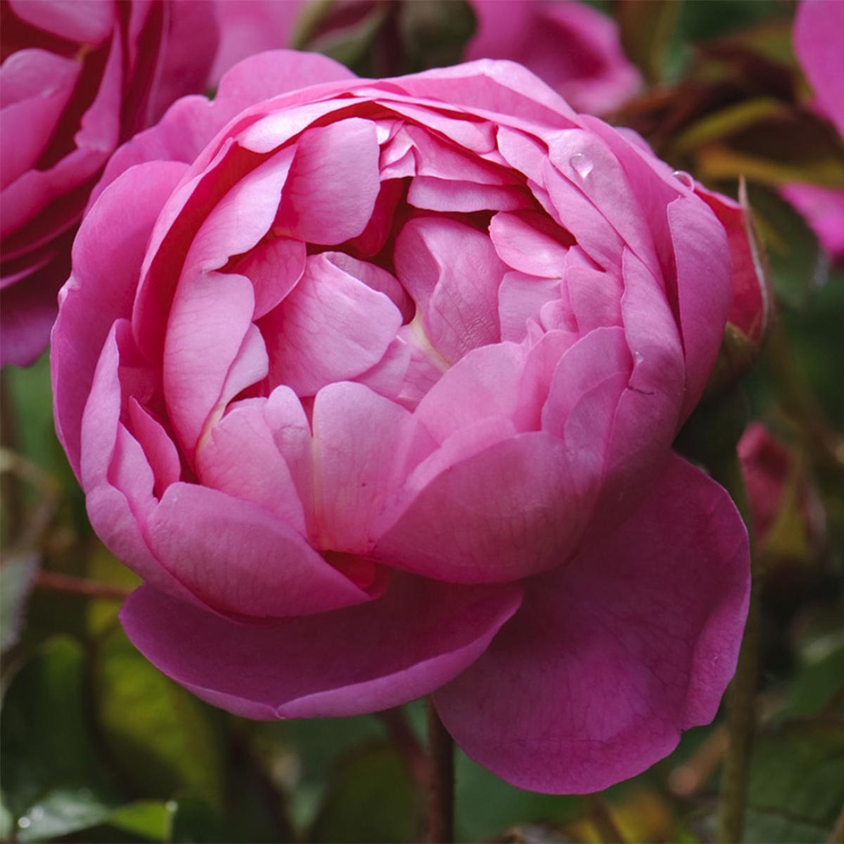 Rosa Royal Jubilee® - Auspaddle - Rose anglaise David Austin - Des ...
