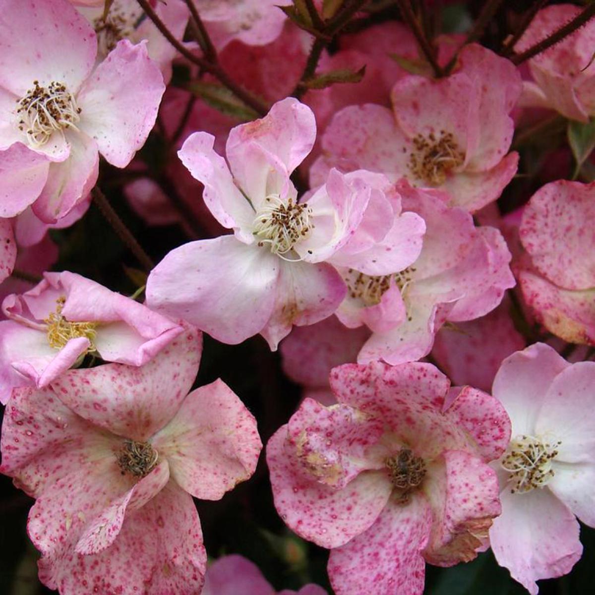 Rosa moschata Alden Biesen - Rosier arbustif remontant aux panicules de ...