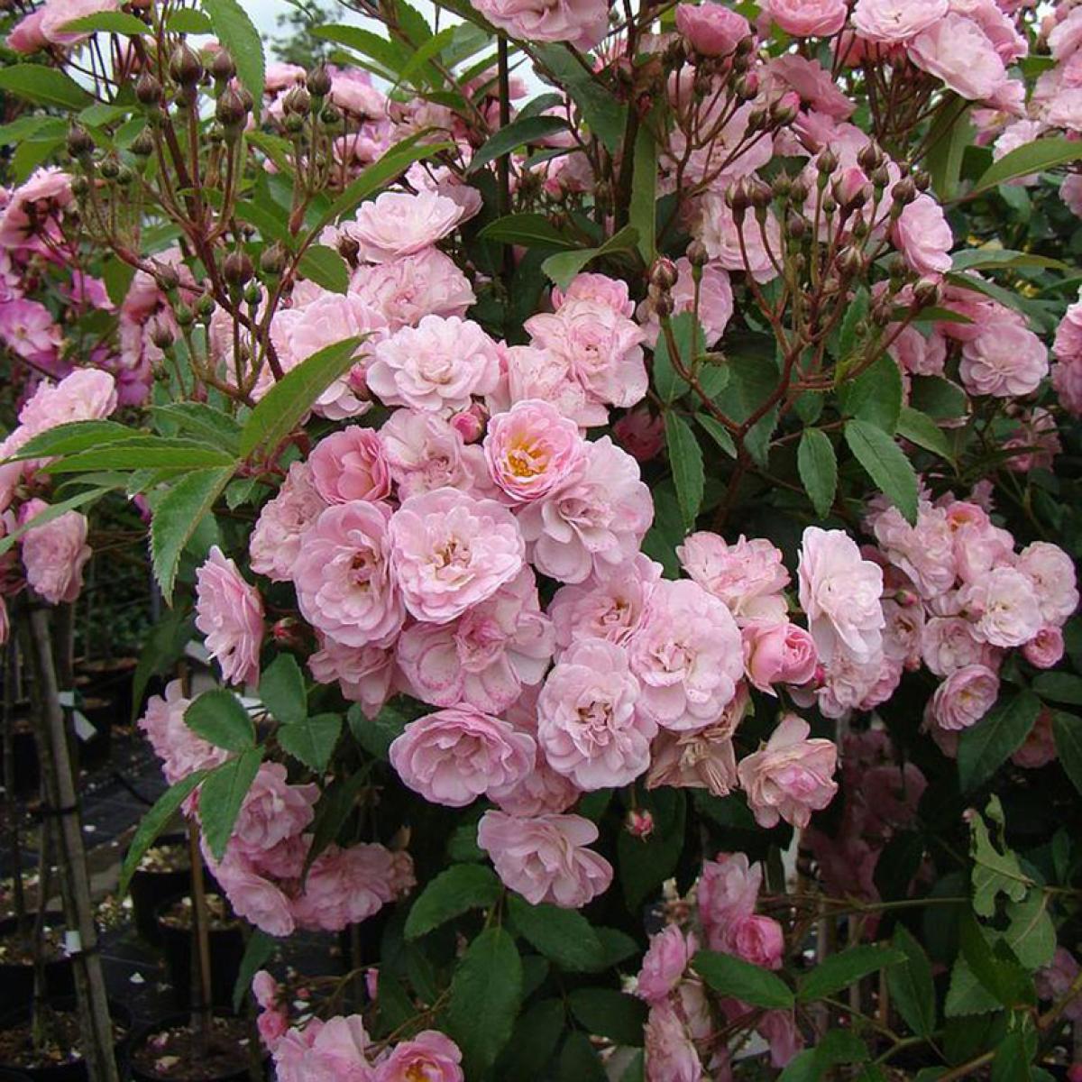 Rosa moschata Heavenly Pink LENnedi - Rosier arbustif remontant aux ...